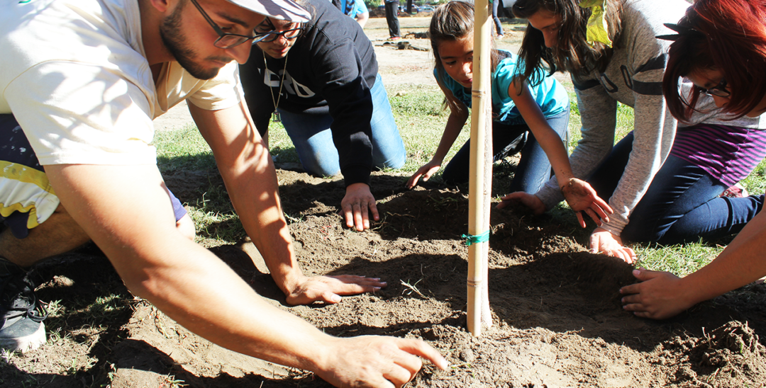 City Plants – Get Free Trees!