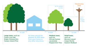 City Plants | Tree Care