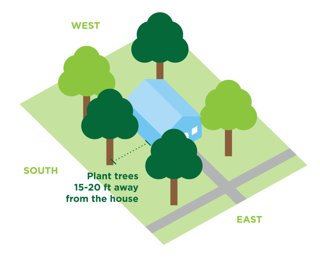 City Plants | Tree Care
