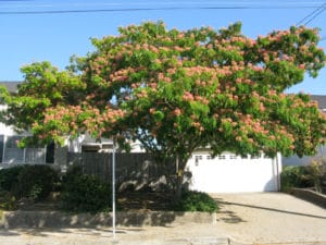 City Plants | Street Tree Species List