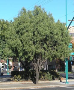 City Plants | Street Tree Species List
