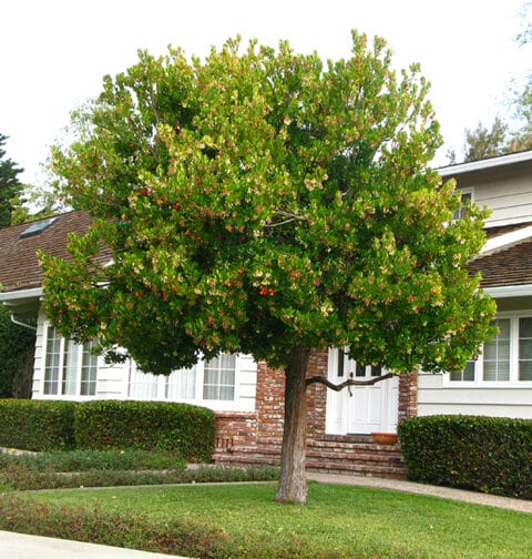 City Plants | Street Tree Species List