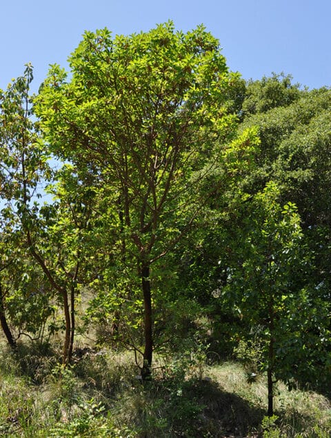 City Plants | Street Tree Species List