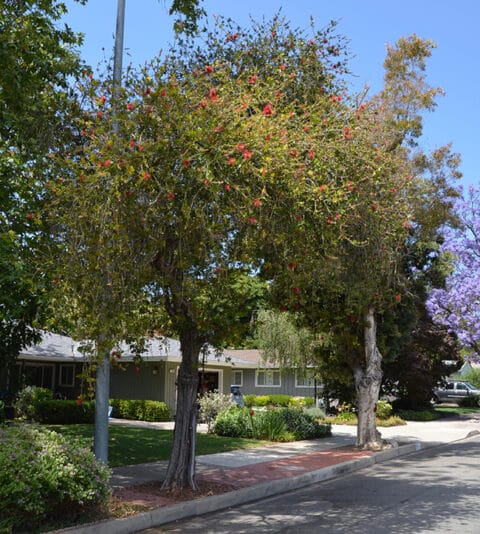 City Plants | Street Tree Species List