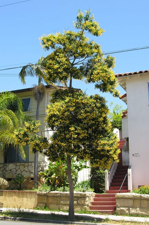 City Plants | Street Tree Species List