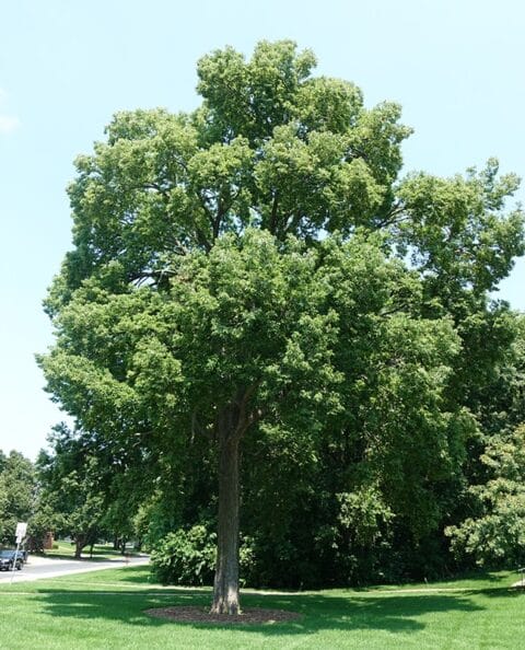 City Plants | Street Tree Species List