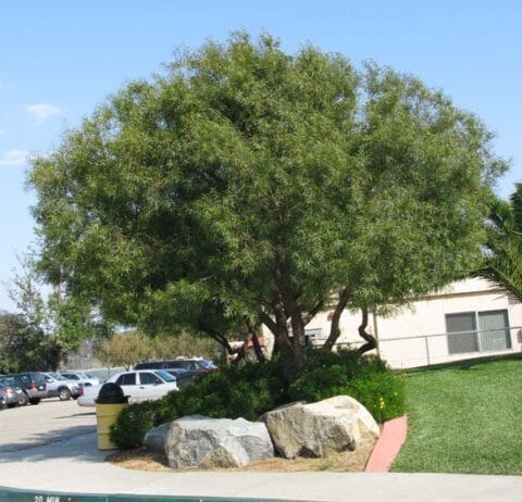 City Plants | Street Tree Species List