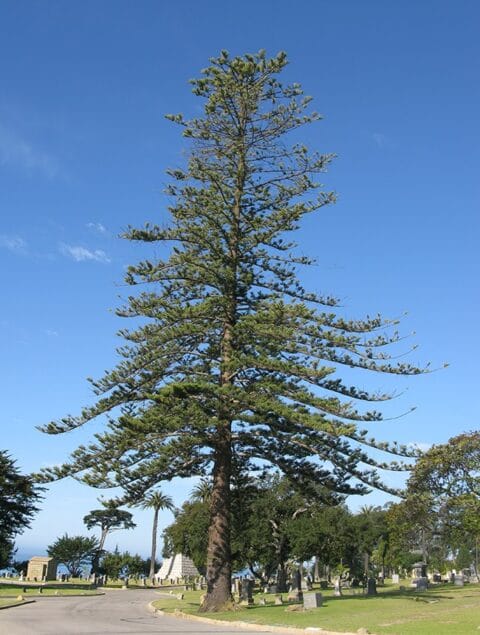 City Plants | Street Tree Species List