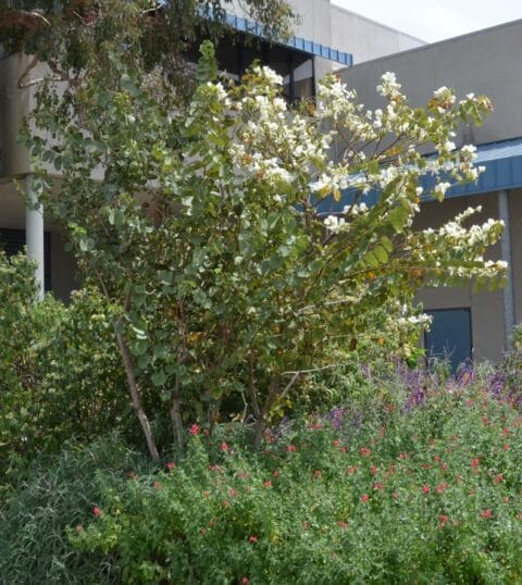 City Plants | Street Tree Species List