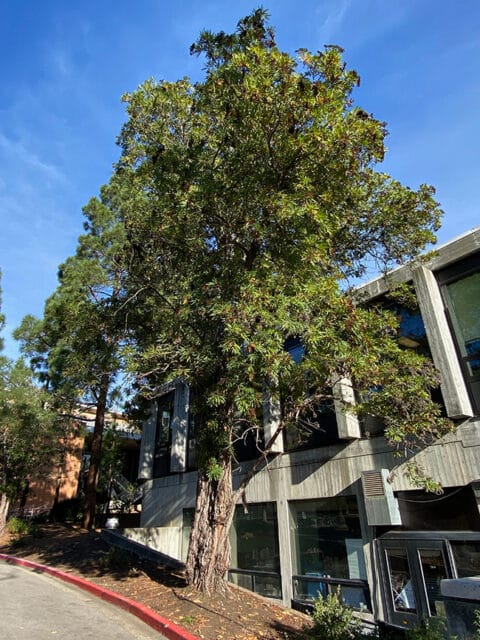 City Plants | Street Tree Species List