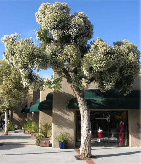 City Plants | Street Tree Species List