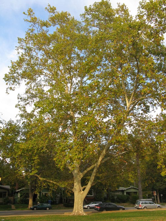 City Plants | Street Tree Species List