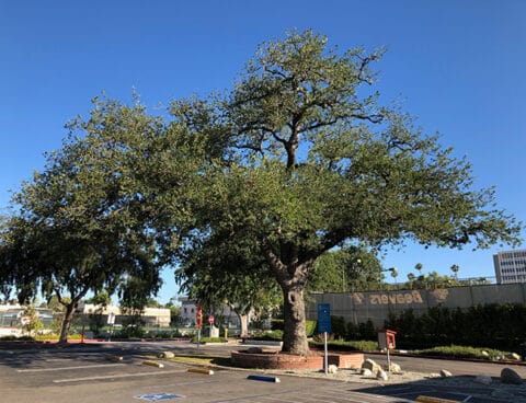 City Plants | Street Tree Species List