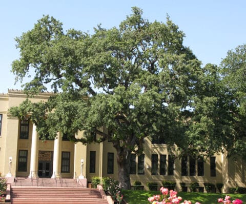 City Plants | Street Tree Species List