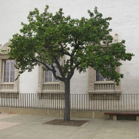 City Plants | Street Tree Species List